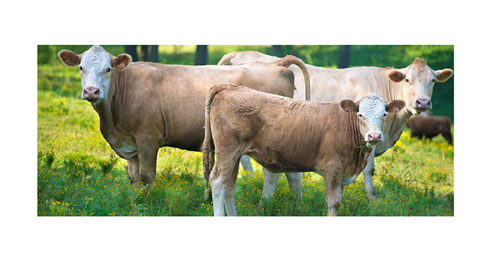 Industry collaborates to improve beef feed guidelines | OvertheCounter Industry collaborates to improve beef feed guidelines | OvertheCounter
