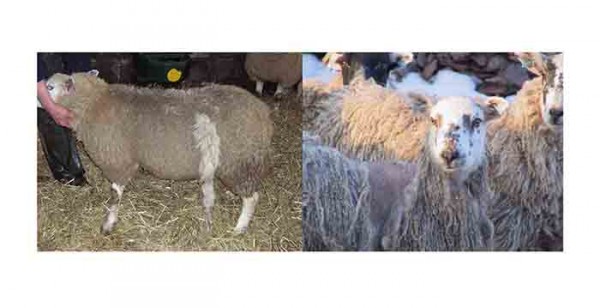 Do you have questions about sheep scab? | OvertheCounter