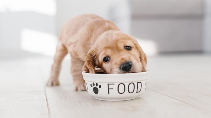 The Cost Of Living And Pet Food OvertheCounter the-cost-of-living-and-pet-food-overthecounter