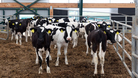 Top tips for successful calf rearing | OvertheCounter