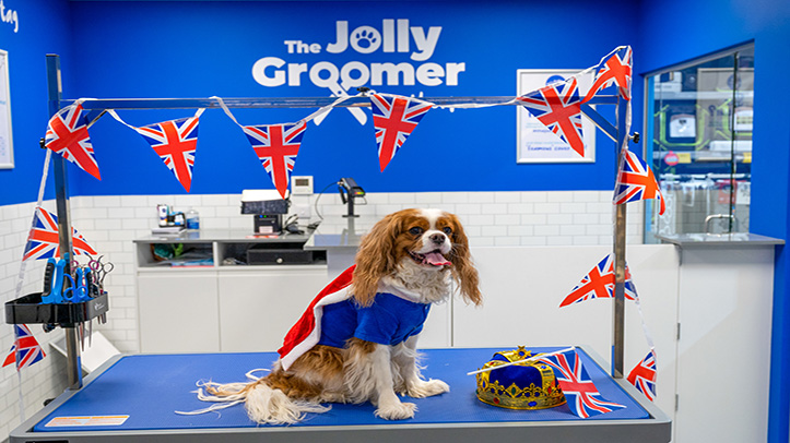Jollyes offers a free groom for King Charles Spaniels between now and ...