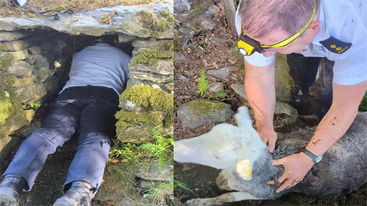Sheep rescued from drain on hillside | OvertheCounter