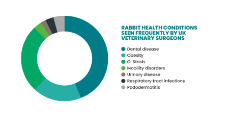 Vet survey reveals top rabbit health issues | OvertheCounter