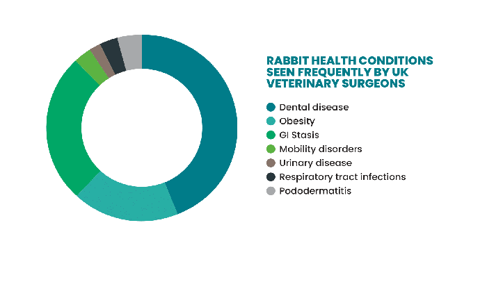 Vet survey reveals top rabbit health issues | OvertheCounter