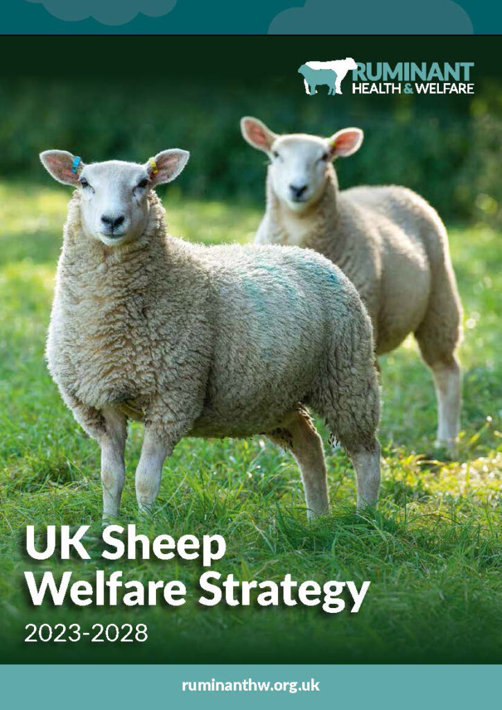 New welfare strategy launched by the UK sheep industry | OvertheCounter