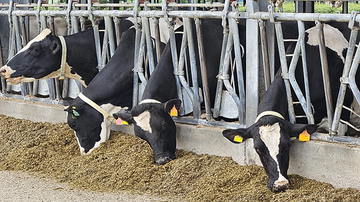New sustainable partial soybean meal replacement boosts yields and feed ...