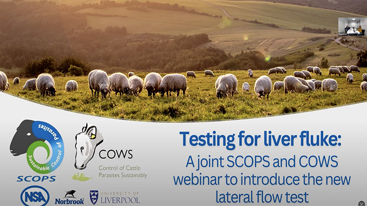Useful information shared in SCOPS liver fluke webinar | OvertheCounter