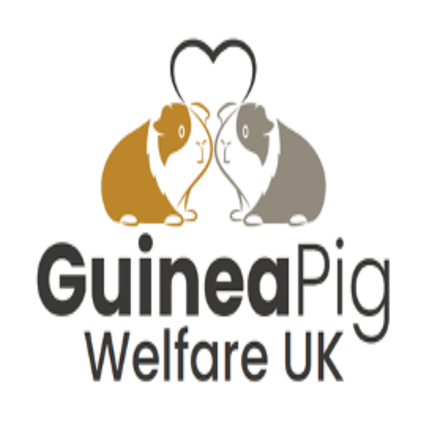 Guinea Pig Welfare charity launched | OvertheCounter