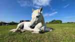 Blue Cross helps more than 300 horses with Home Direct Service ...