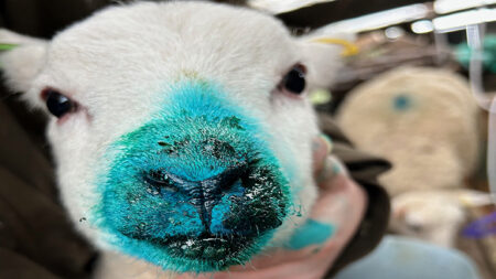 Sheep farmers misusing antibiotics for treating orf | OvertheCounter